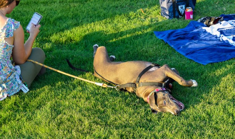 How to set up a dog photo booth | Simple Booth